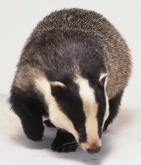 Eurasian Badger | Weasel Wiki | Fandom