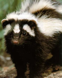 Striped Polecat | Weasel Wiki | Fandom