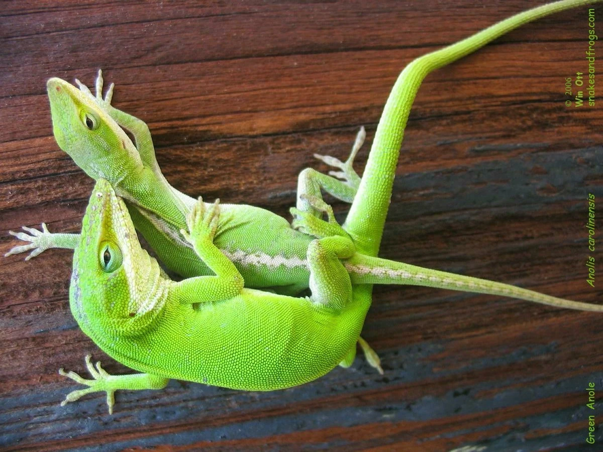 Lizards | Weasel Wiki | Fandom