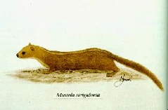 Back-striped Weasel | Weasel Wiki | Fandom