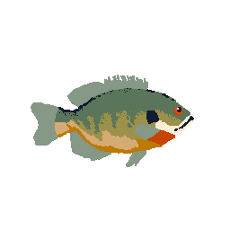 Bluegill | Webfishing Wiki | Fandom