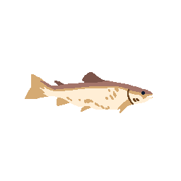 Atlantic Salmon | Webfishing Wiki | Fandom