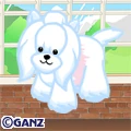 Yorkie | Webkinz Wiki | Fandom