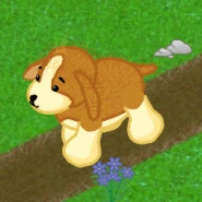 Cocker Spaniel | Webkinz Wiki | Fandom