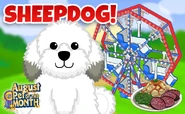 Sheepdog | Webkinz Wiki | Fandom