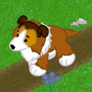 Collie | Webkinz Wiki | Fandom