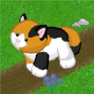 Patchwork Cat | Webkinz Wiki | Fandom