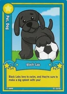 Black Lab | Webkinz Wiki | Fandom