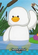 Duck | Webkinz Wiki | Fandom