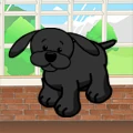 Black Lab | Webkinz Wiki | Fandom