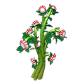 Peppermint Candy Tree | Webkinz Wiki | Fandom