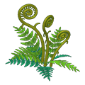 Fancy Ferns | Webkinz Wiki | Fandom