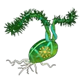 Enchanted Evergreen Enchanted Sapling | Webkinz Wiki | Fandom