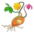 Fantastic Fruit Enchanted Sapling | Webkinz Wiki | Fandom