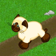 Siamese | Webkinz Wiki | Fandom