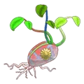 Flowering Fringe Enchanted Sapling | Webkinz Wiki | Fandom