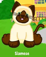 Siamese | Webkinz Wiki | Fandom