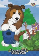 Collie | Webkinz Wiki | Fandom