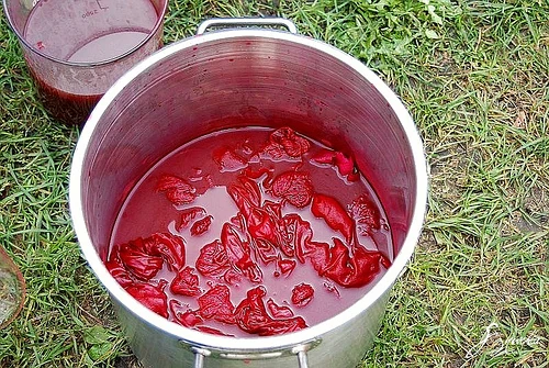 Koszenila | Wegetariańska Wiki | Fandom