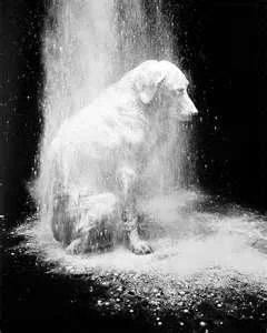 Man Ray | Wegman Wiki | Fandom