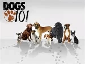 Dogs 101 | Wegman Wiki | Fandom