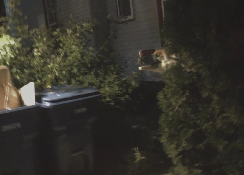 Kileskus | Weirdbirds Wiki | Fandom