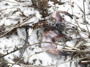 List of Minor Creatures | Weirdbirds Wiki | Fandom