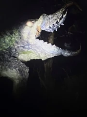 Sling-beak | Weirdbirds Wiki | Fandom