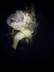 Sling-beak | Weirdbirds Wiki | Fandom