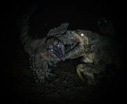 Sling-beak | Weirdbirds Wiki | Fandom