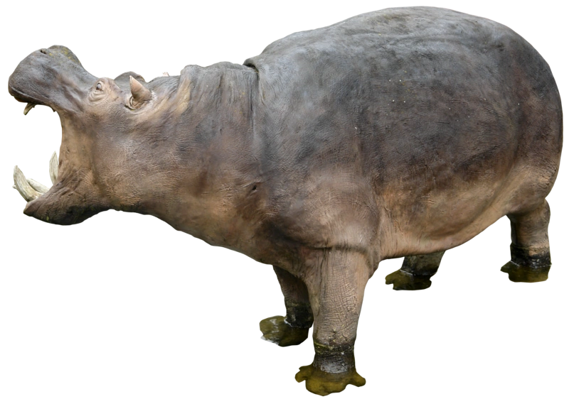 Hippo | Weird and wonderfull space Wiki | Fandom