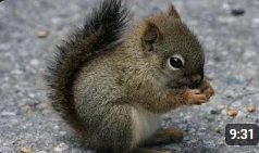 Jared's Junk Food: Thailand | Weird Explorer Wiki | Fandom