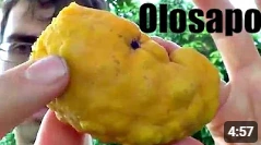 Olosapo | Weird Explorer Wiki | Fandom