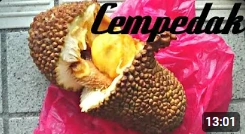 Cempedak | Weird Explorer Wiki | Fandom