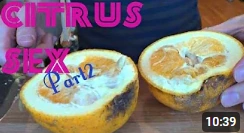 Citrus Sex 2 | Weird Explorer Wiki | Fandom