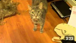 Cute Cat Video | Weird Explorer Wiki | Fandom