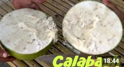 Calabash | Weird Explorer Wiki | Fandom