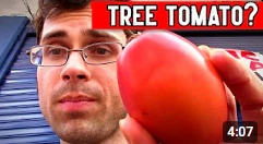 Tamarillo | Weird Explorer Wiki | Fandom