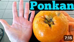 Ponkan | Weird Explorer Wiki | Fandom