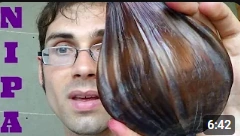 Nipa Palm | Weird Explorer Wiki | Fandom