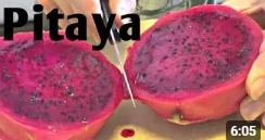 Pitaya | Weird Explorer Wiki | Fandom