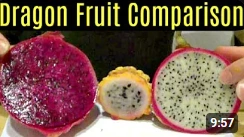 Dragon Fruit Comparison | Weird Explorer Wiki | Fandom