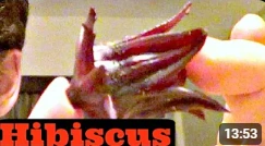 Hibiscus | Weird Explorer Wiki | Fandom