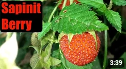 Sapinit Berry | Weird Explorer Wiki | Fandom