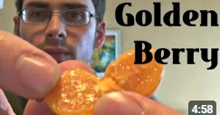 Goldenberry | Weird Explorer Wiki | Fandom