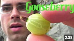 Gooseberry | Weird Explorer Wiki | Fandom