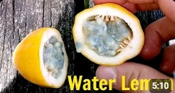 Water Lemon | Weird Explorer Wiki | Fandom