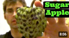 Sugar Apple | Weird Explorer Wiki | Fandom