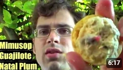 Miami Fruit & Spice Park Review 3 | Weird Explorer Wiki | Fandom