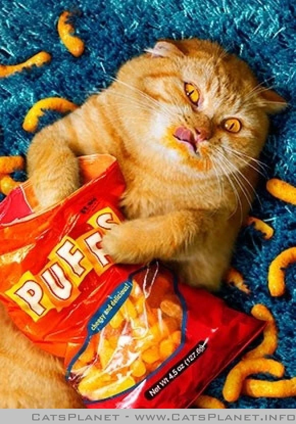 Cheeto | Weird CCC Allegiances Wiki | Fandom